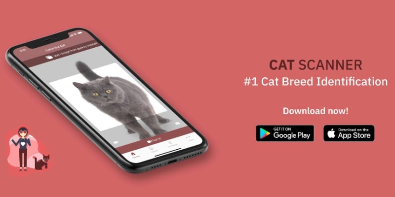 Cat Scanner: nasce la nuova app per identificare le razze di Gatti ...